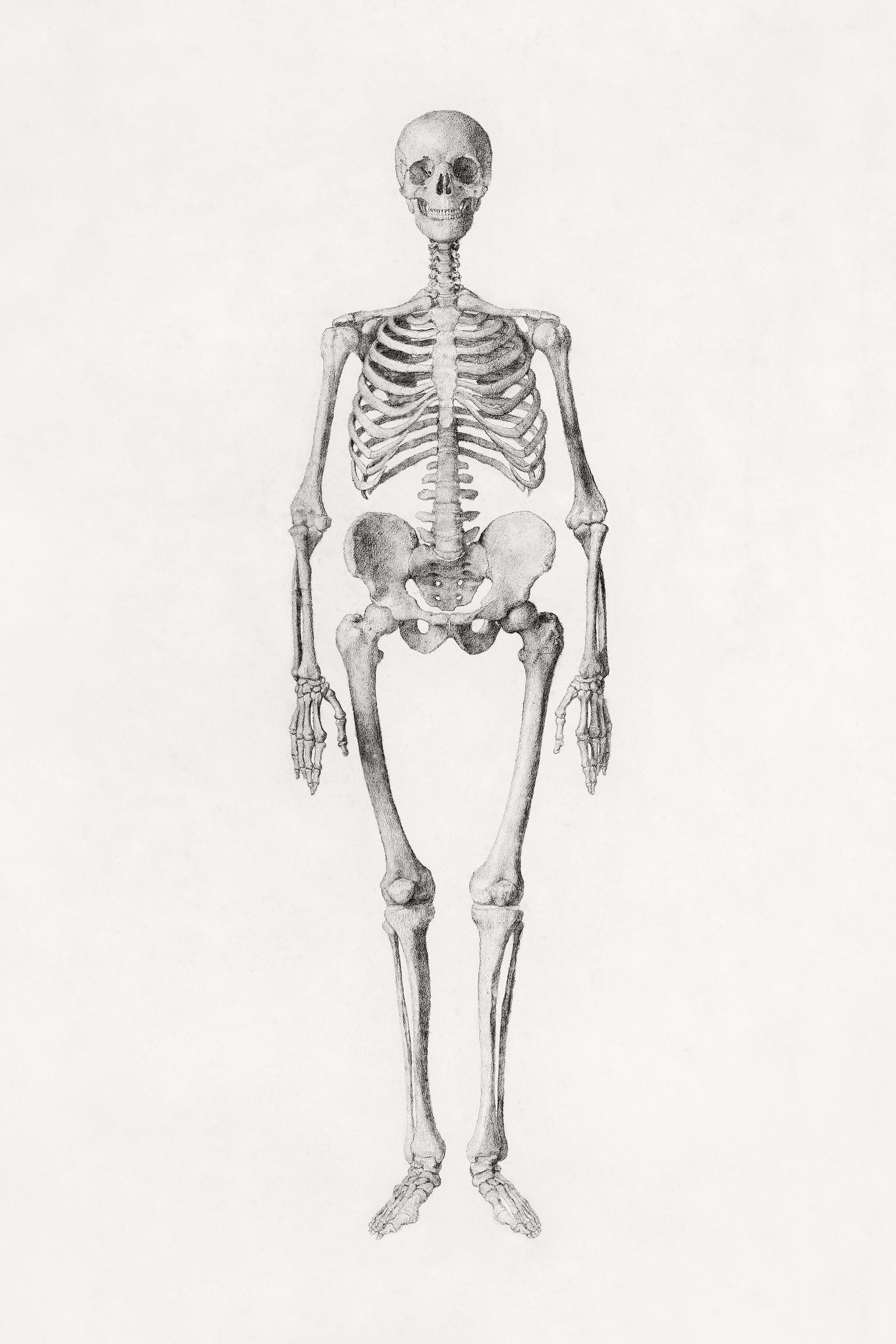 Human Skeleton, Anterior View (Finished Study for Table I), (1795–1806