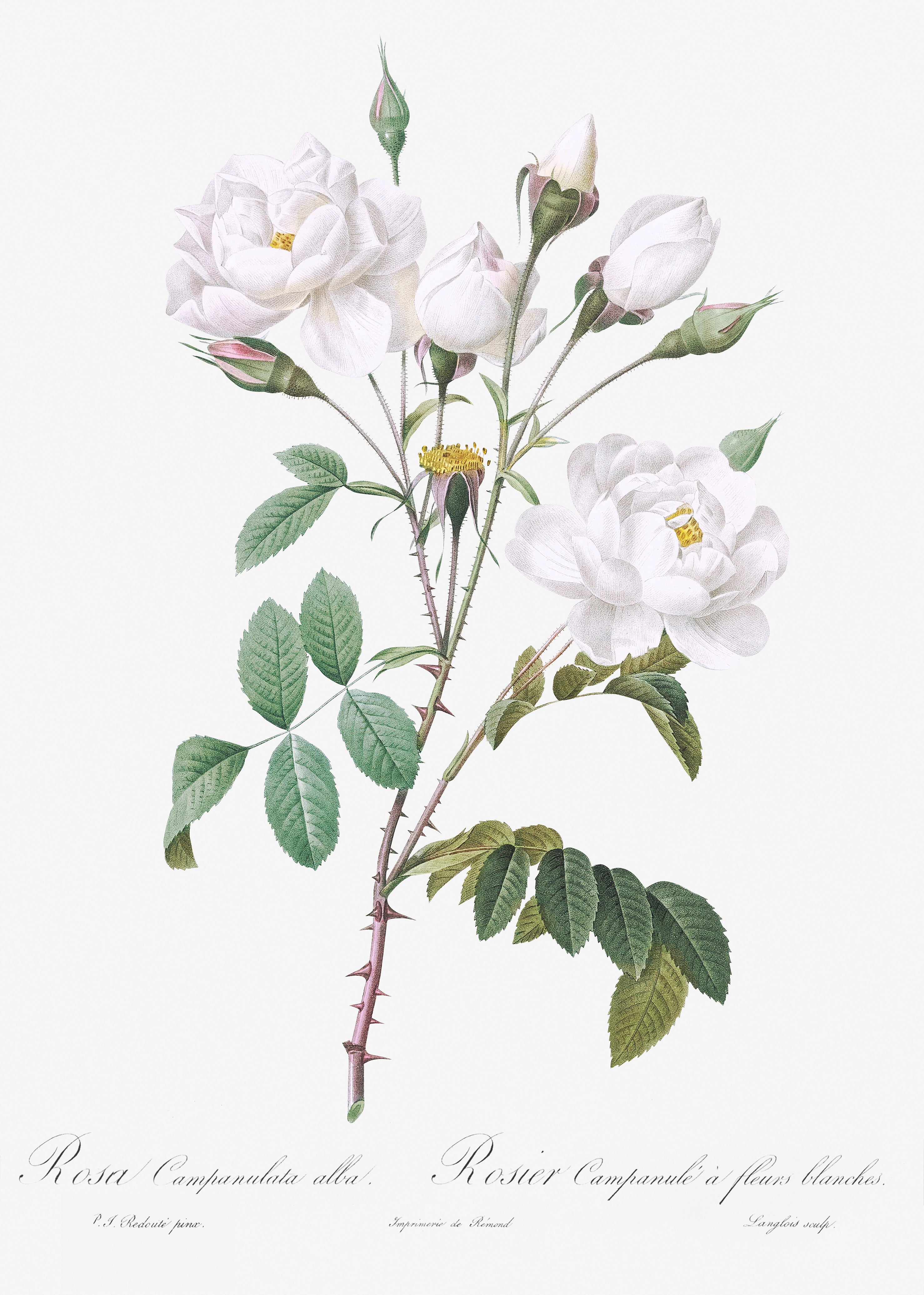 Rosa campanulata alba also known as Pink Bellflowers to White Flowers